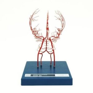 Kyoto Kagaku Kyoto Kagaku Arteries of the Brain Model - HealthTech ...